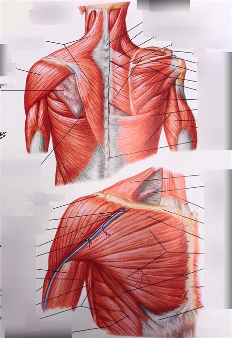 Muscles Of Back And Shoulder Diagram Quizlet