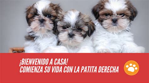 Bienvenido A Casa Comienza Su Vida Con La Patita Derecha Alimentos Para Cachorros De Hill S