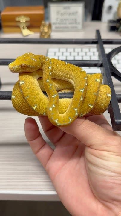 How To Tame A Spicy Green Tree Python 🤓🐍🔥 Youtube