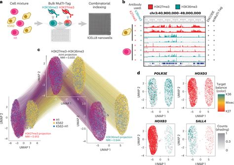 MulTI Tag In Single Cells A Schematic Describing Single Cell MulTI Tag Download Scientific