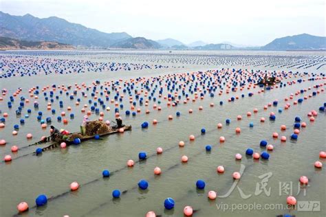 福建福州：“海上牧场”收获忙 人民图片网