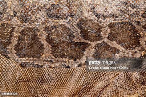 Rough Scale Python Photos And Premium High Res Pictures Getty Images