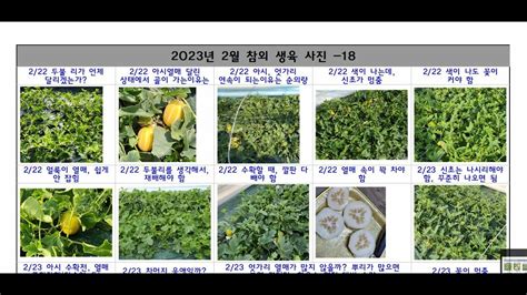 2022~2023참외시즌 2월참외생육사진161718 참외의포인트는연속착과입니다 뿌리 잎줄기 꽃열매를 꾸준히연속적으로만들어내면됩니다 참외책만들기 참외의정석