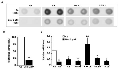 Cells Free Full Text Profound Effects Of Dexamethasone On The Immunological State Synthesis