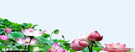荷花设计图 广告设计 广告设计 设计图库 昵图网