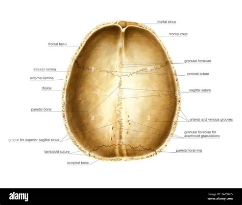 Illustration Of The Cranium This Is An Inferior View Labelled