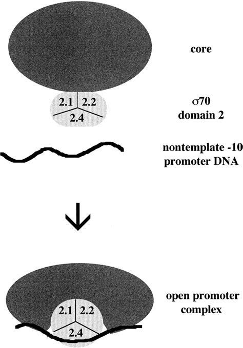 A Surface Of Escherichia Coli ς70 Required For Promoter Function And