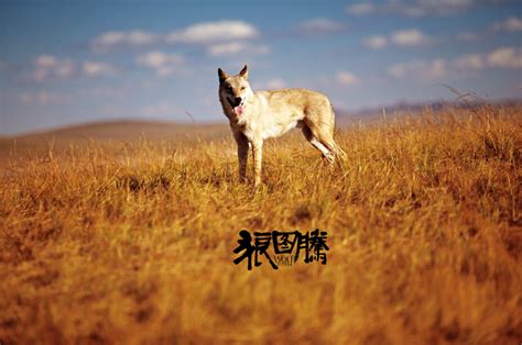 电影《狼图腾》剧照之狼 高清图片，堆糖，美图壁纸兴趣社区