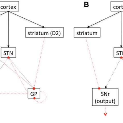 Vertebrate Basal Ganglia Circuitry A Simplified Schematic Of Major