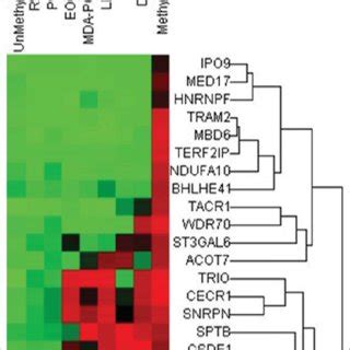 Heat Map Hierarchical Cluster Analysis Of Gene Validation Of 25 Novel