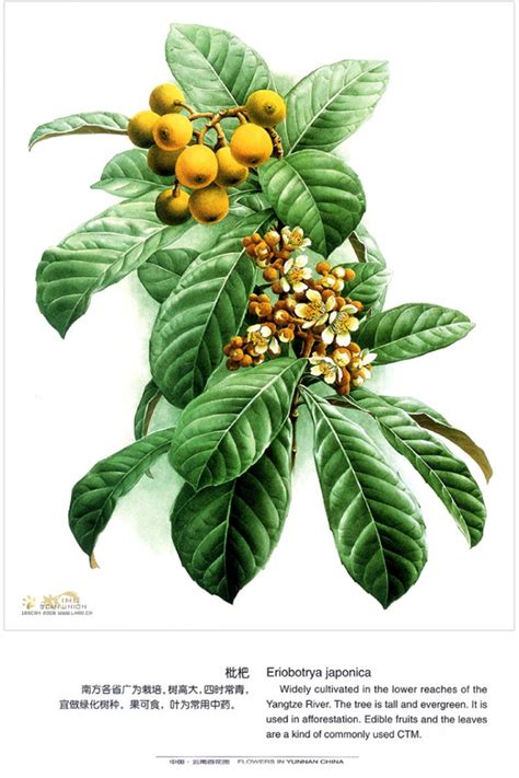 曾孝濂中国云南百花图植物画作品 博物画