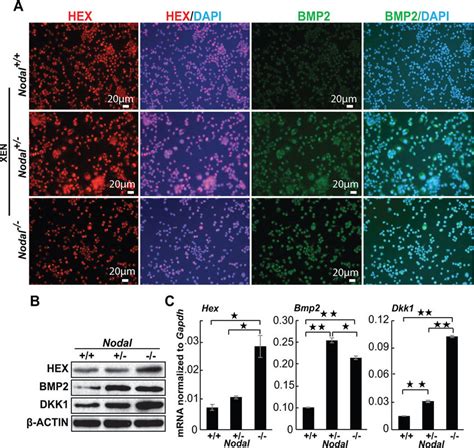 Nodal Regulates Anterior Visceral Endoderm Gene Expression In Xen