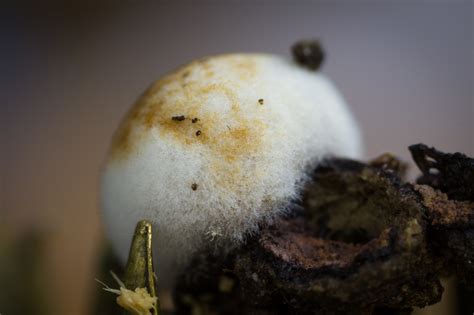 Phylum Glomeromycota