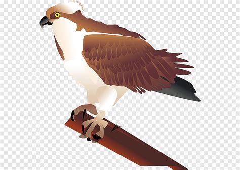 صقر كرتون Png