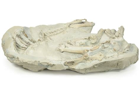 212 Fossil Oreodont Merycoidodon Skeleton Nearly Complete