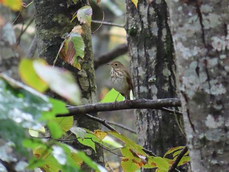 Bird Report Blog Archive Thrushes
