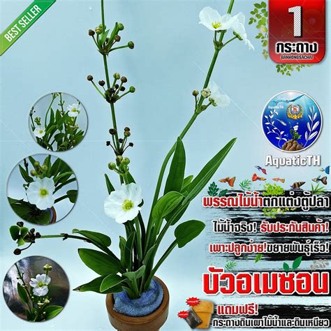 ต้นอเมซอน บัวอเมซอน พันธุ์แคระ พรรณไม้น้ำสำหรับตกแต่งตู้ปลาเพื่อความสวยงาม เป็นพืชน้ำที่ปลูก