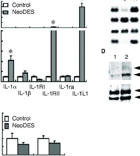 il 1 related gene expression and its downstream signaling in the mouse