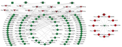 Cerna Regulatory Networks The Elliptical Inverted Triangles And Download Scientific Diagram