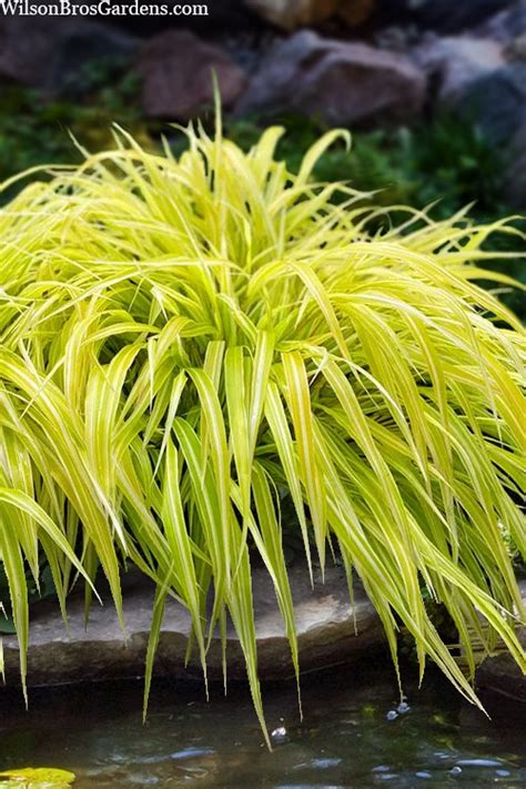 Buy Lemon Zest Japanese Forest Grass Hakonechloa Free Shipping