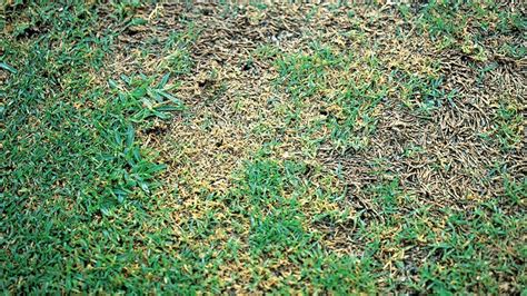 Bermudagrass Decline Turf Diseases Syngentaturf