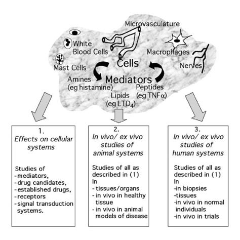Rat Streptococcal Cell Wall Induced Monoarticular Arthritis Model Scw
