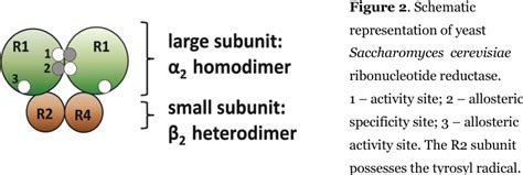Ribonucleotide Reductase Regulation