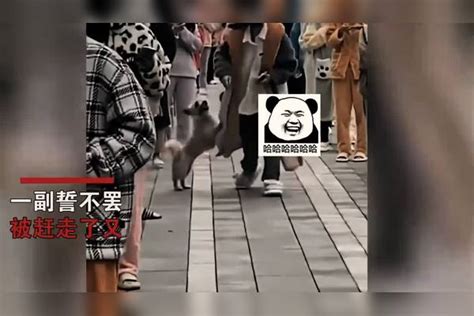 狗狗认出做绝育的小姐姐疯狂报复，拦都拦不住：就差开口说话了