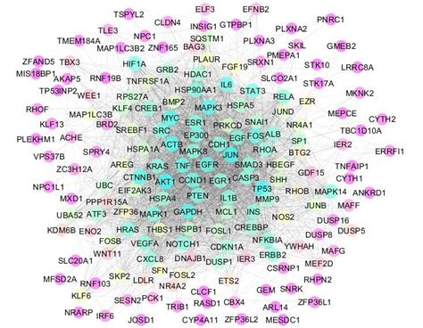 Main Connected Component Of Ppi Network Related To Gene Expression