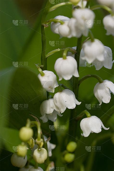山谷中的莉莉藏在树叶中