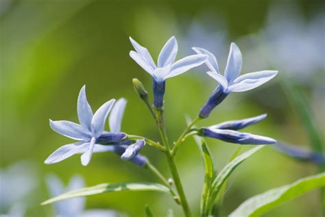 花散歩 丁字草の薄水色 by さくらんぼjam ID8777229 写真共有サイト PHOTOHITO