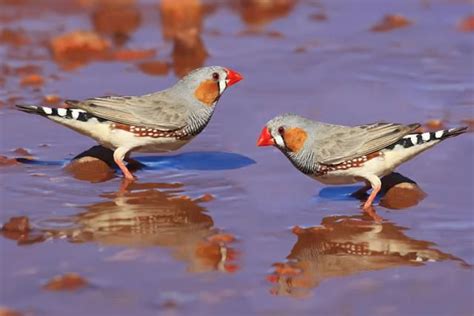 Interesting Facts About Finches