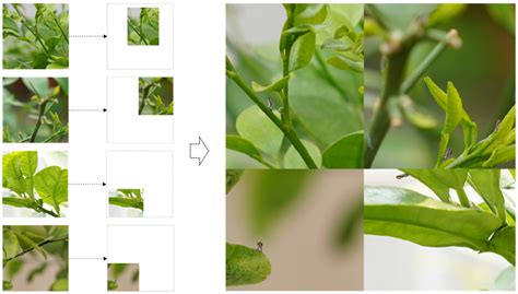 Accurate Detection Algorithm Of Citrus Psyllid Using The Yolov5s Bc Model