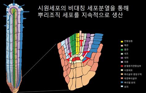 표피의 층