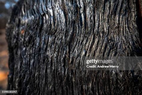 Australian Texture Forrest Photos And Premium High Res Pictures Getty