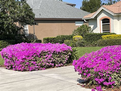 Cepra Landscape News The Colors Of Spring Floridas Blossoming Trees