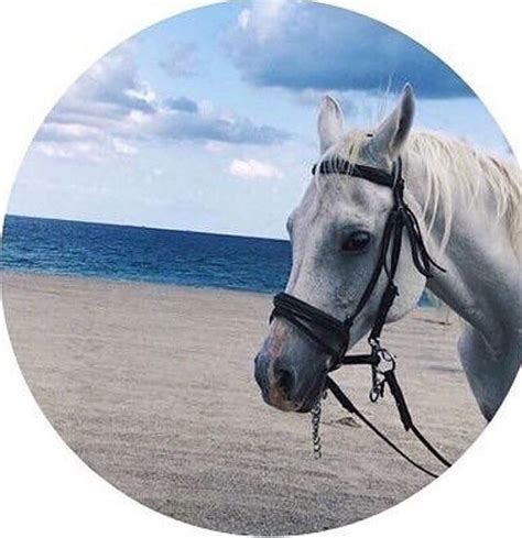 White Horse On Sandy Beach