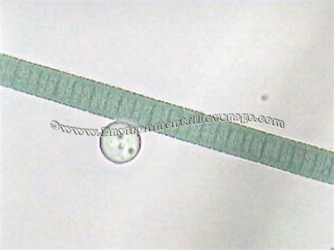 Gallery Oscillatoria Slide