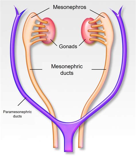 Development And Structure Of The Gonads And Tubular Genitalia