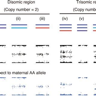 Relationship Between Chromosomal Constitution BAF And Selected BAF Download Scientific