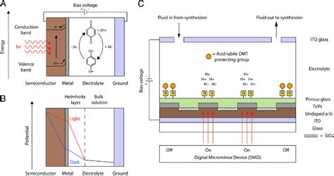 Figure 1 From Photoelectrochemical Synthesis Of Dna Microarrays