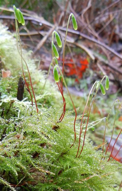 Bryophytes Introduction To Bryophytes