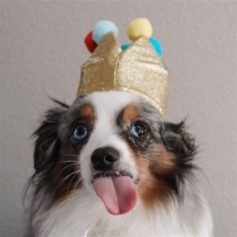 coda the mini aussie (@codaussie) • Threads, Say more