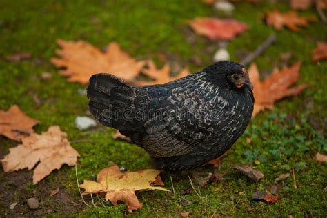 Beautiful Cute Stands On Grass In Autumn In Forest Stock Photo Image