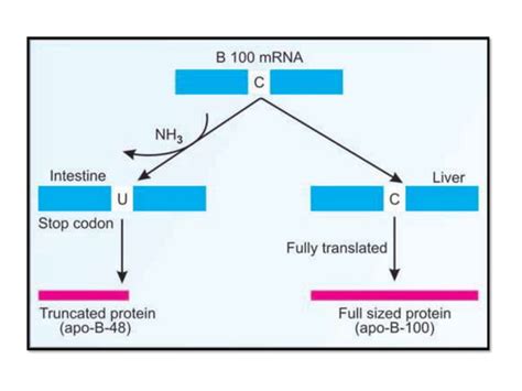 Lipoprotein Metabolismpptx Hdl Metabolism Ldl Metabolis Vldl
