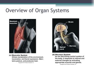 Anatomy Physiology Lecture Notes Ch Introduction Ppt