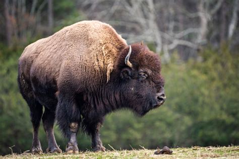 Entitled Tourist Sparks Uproar After Posing For Selfie With Bison At