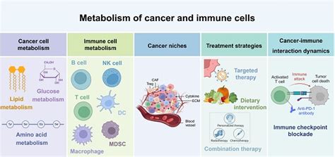 Mtormediated Regulation Of Dendritic Cell Differentiation And Function