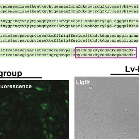 Validation Of The Constructed Recombinant Lentiviral Plasmids By Sanger