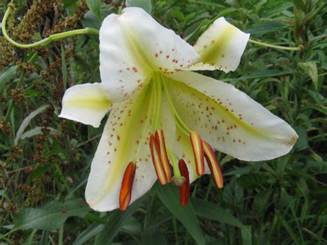植物編のユリ科のユリ